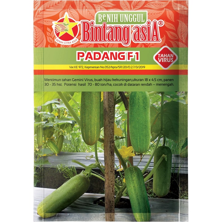 Jual Benih Mentimun Timun PADANG F1 20 Gram Cap Bintang Asia PT Benih ...