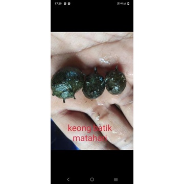 Jual keong batik | Shopee Indonesia