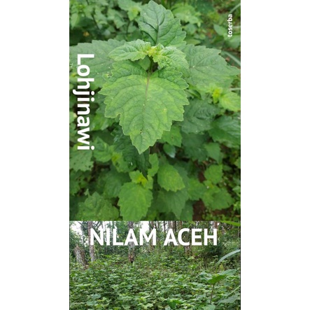 Jual DAUN Nilam Fresh 100 gr | Shopee Indonesia