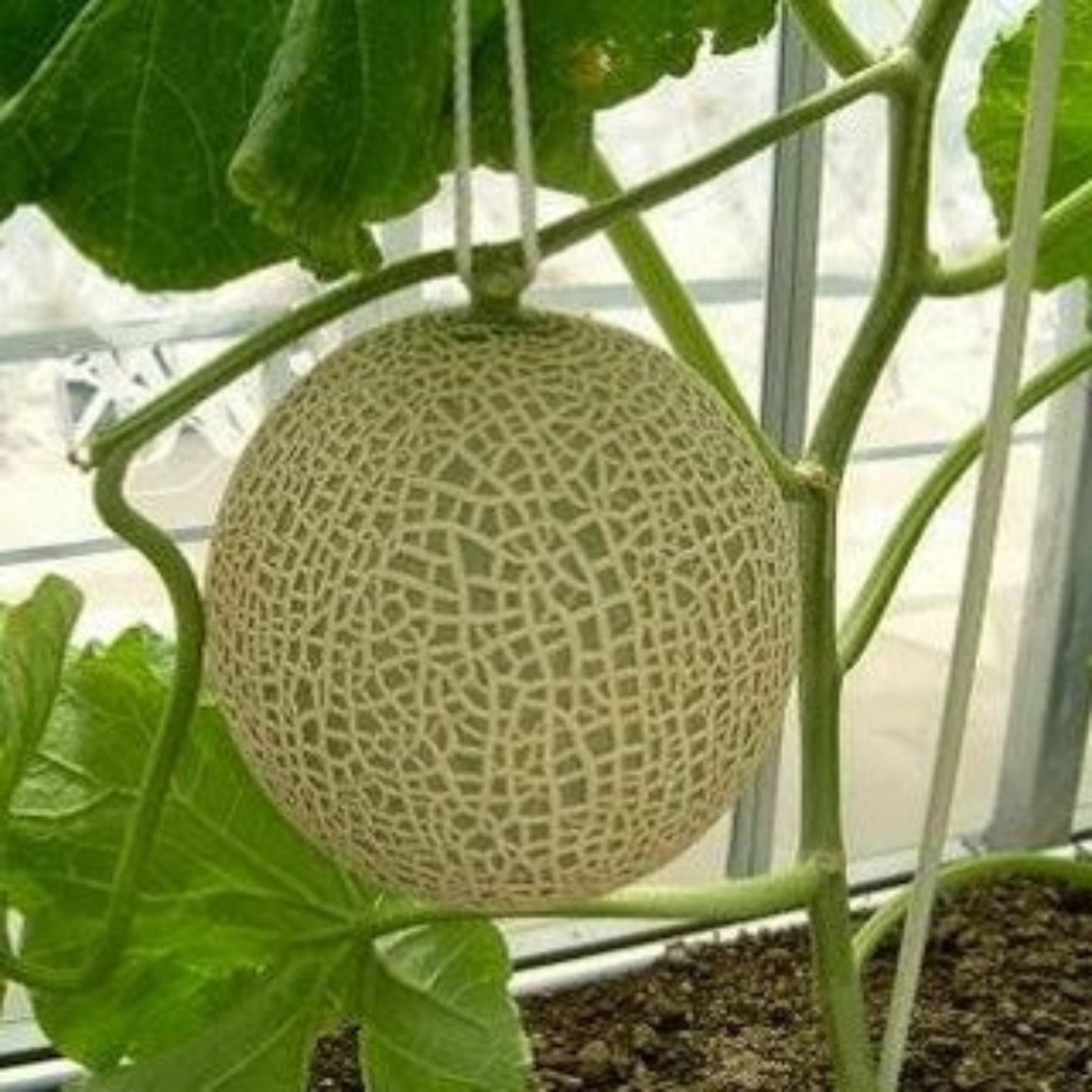 Jual Biji Benih Melon Amanta F1 Hibrida Tahan Hama | Shopee Indonesia