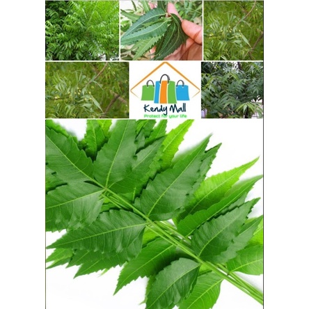 Jual Daun Mimba segar / Daun Mindi segar kesehatan tubuh | Shopee Indonesia