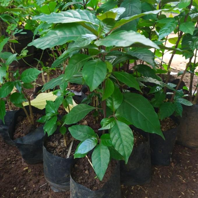 Jual Tanaman Hidup Daun Ungu Handeleum Untuk Sir Ambeyen Koh744 ...