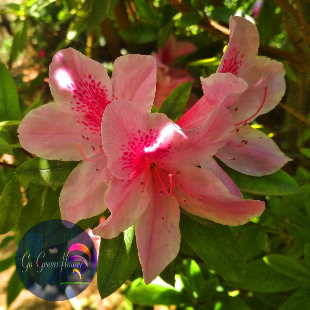 Jual BUNGA AZALEA PING LIS PUTIH Rhododendron javanicum ASALEA AZALIA TANAMAN HERBAL bunga hias ...