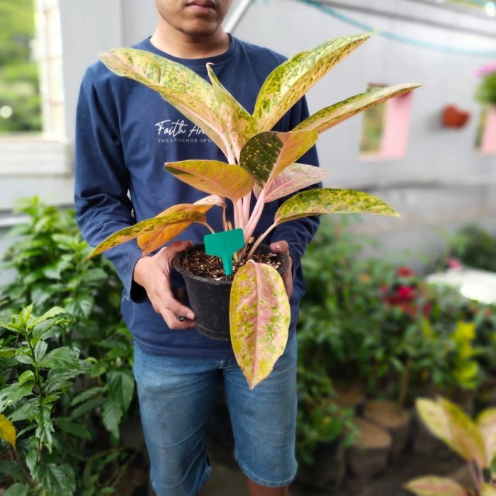 Jual Tanaman hias pohon Aglonema Big roy, Bunga aglonema big roy,foto ...