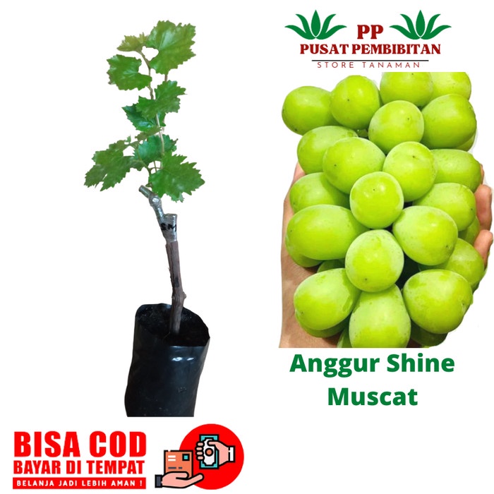 Jual BIBIT ANGGUR IMPORT SHINE MUSCAT TANAMAN ANGGUR SHINE MUSCAT CCCC ... Jual BIBIT ANGGUR IMPORT SHINE MUSCAT TANAMAN ANGGUR SHINE MUSCAT CCCC ...