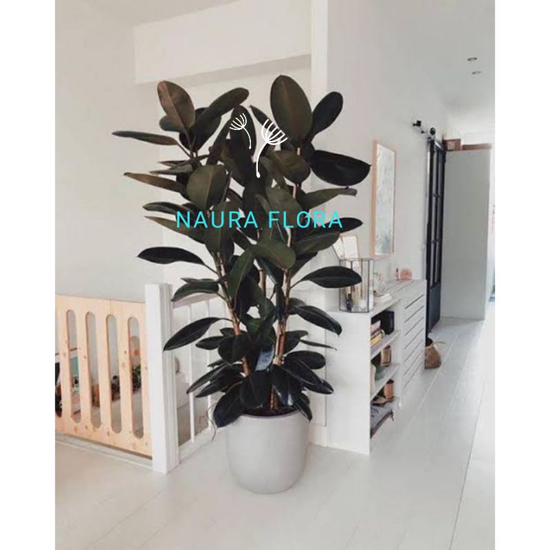 Jual pohon karet kebo merah rubber plant ficus elastica Tinggi 80-1meter | Shopee Indonesia