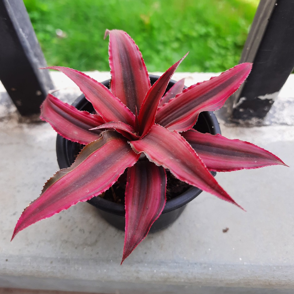 Jual Bromelia Cryptanthus Star Dark Red Ruby Tanaman Paludarium ...