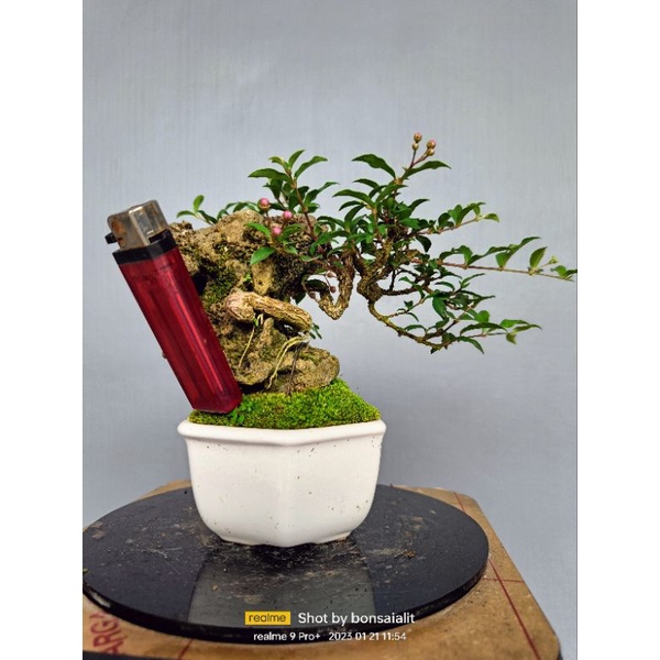Jual bonsai sakura micro on the rock | Shopee Indonesia