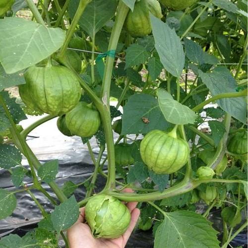 Jual Bibit Tanaman Ciplukan - Pohon Buah Cecenet - Tanaman Obat Herbal ...