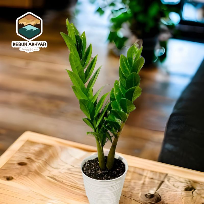 Jual Tanaman Hias Zamia Dolar Indoor Tanaman Hias Indoor | Shopee Indonesia