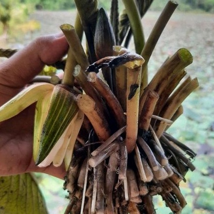 Jual BIBIT TERATAI PUTIH SIAP TANAM | Shopee Indonesia