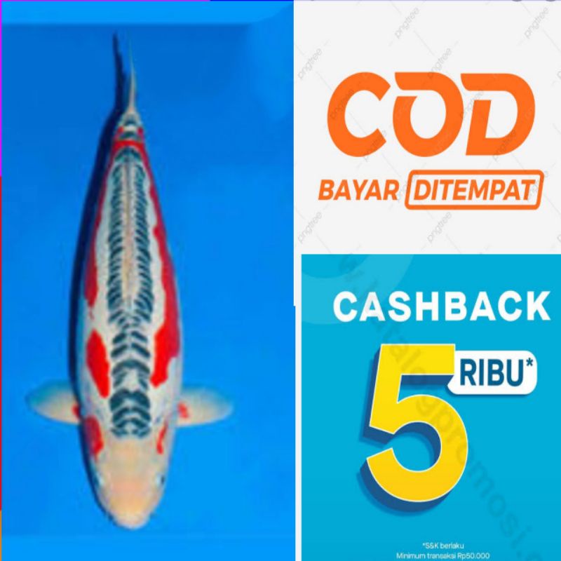 Jual Susui 5-7 cm | Shopee Indonesia