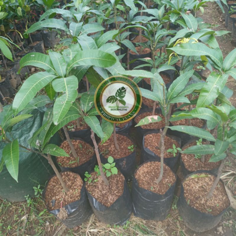 Jual Bibit Pohon Mangga Cokanan / Tanaman Buah Mangga | Shopee Indonesia
