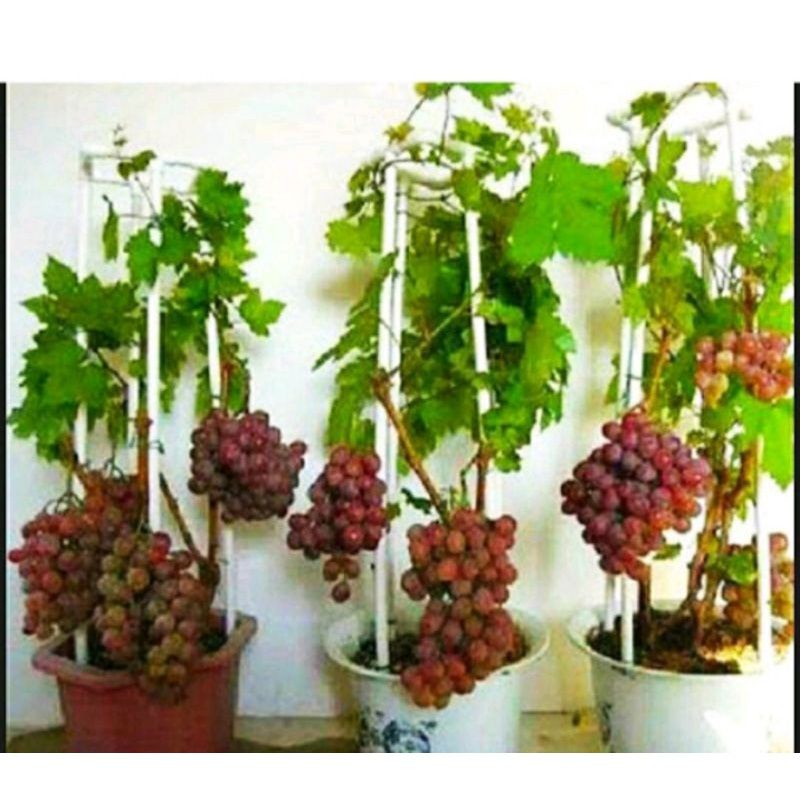 Jual Bibit Import anggur Caroline (beli 5 bonus 1 beli 10 bonus pupuk ...
