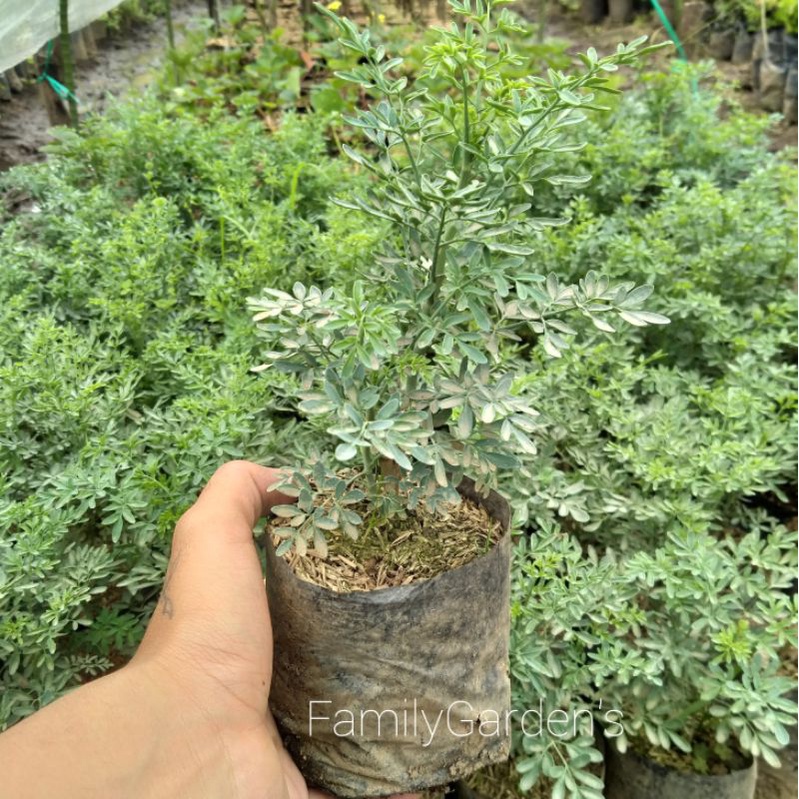 Jual Tanaman Herbal Inggu / Ruta Graveolens | Shopee Indonesia