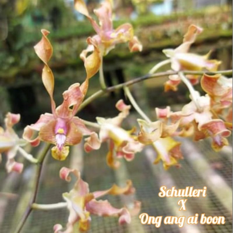 Jual dendro keriting schuleri x ong ang ai boon | Shopee Indonesia