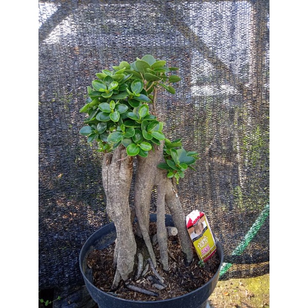 Jual bonsai beringin dollar mangkok micro gaya akar niagari | Shopee ...