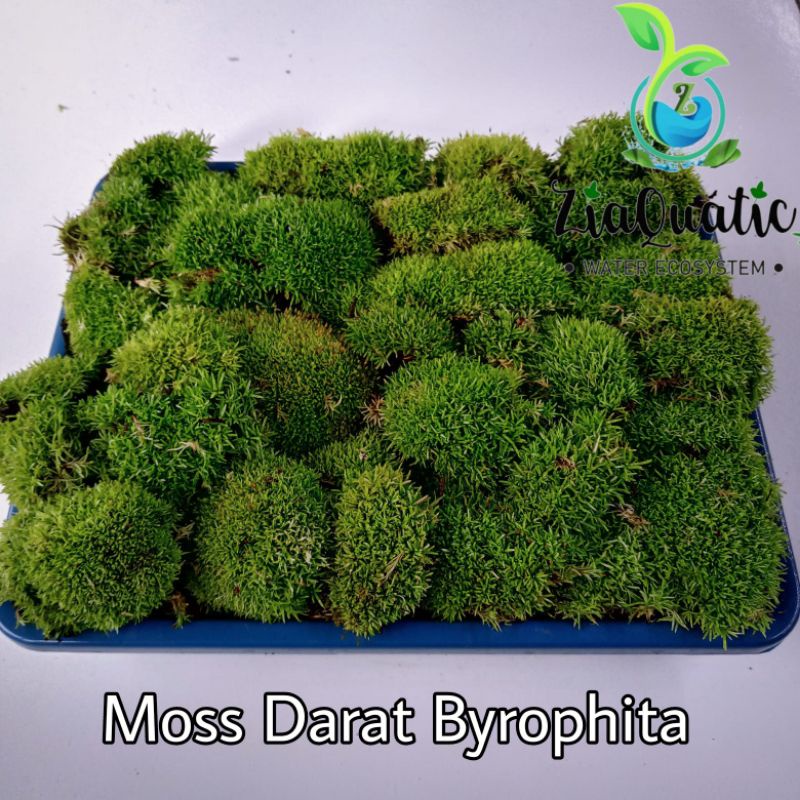 Jual Tanaman Paludarium Terarium Moss Byrophita/Mutiara Porsi Nampan ...