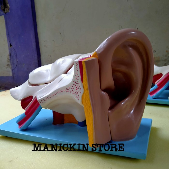 Jual ALAT PERAGA TELINGA ANATOMIMANICKINMODEL TELINGAPHANTOM | Shopee ...