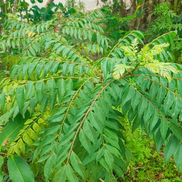 Jual GOSEND ONLY-Daun Kari Temurui -Temuru Daun Salam Koja Fresh ...