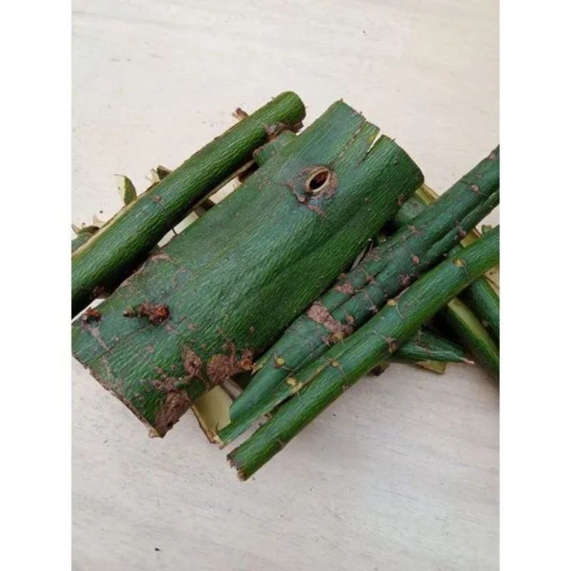Jual KULIT POHON RANDU SEGAR/KULIT POHON RANDU/KULIT RANDU/OBAT HERBAL ...