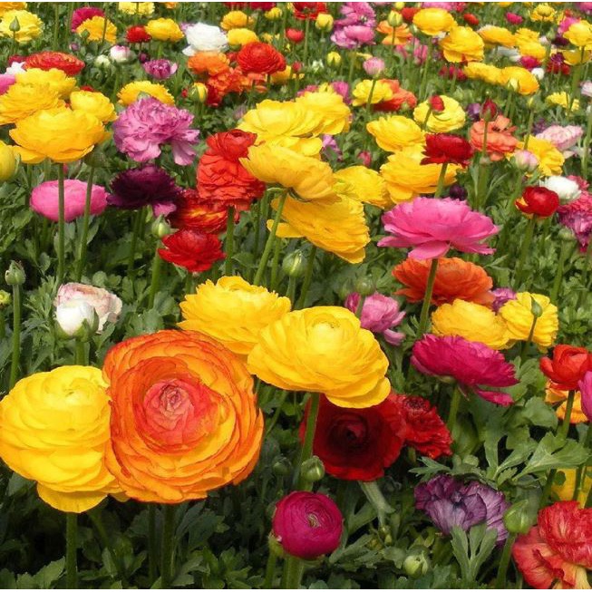 Jual Bibit / Benih Biji Bunga Ranunculus Asiaticus Mache Mix Persian ...