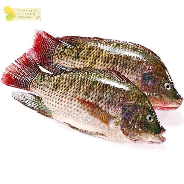 Jual Ikan Mujaer Segar Fresh Tilapia 1Kg | Shopee Indonesia