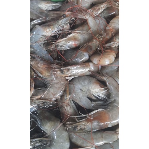 Jual udang besar segar 250grm | Shopee Indonesia
