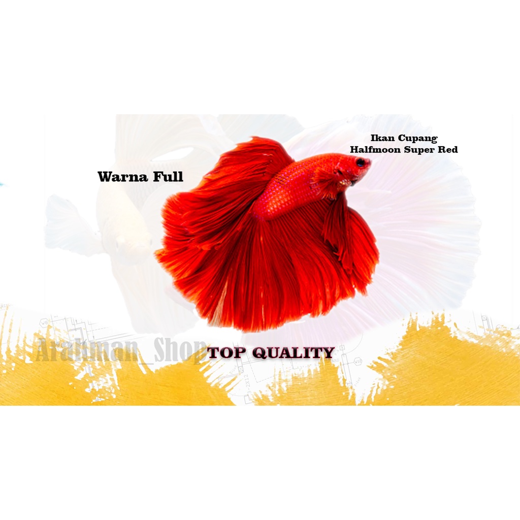 Jual Ikan Cupang hias halfmoon super red hm - cupang super red | Shopee ...