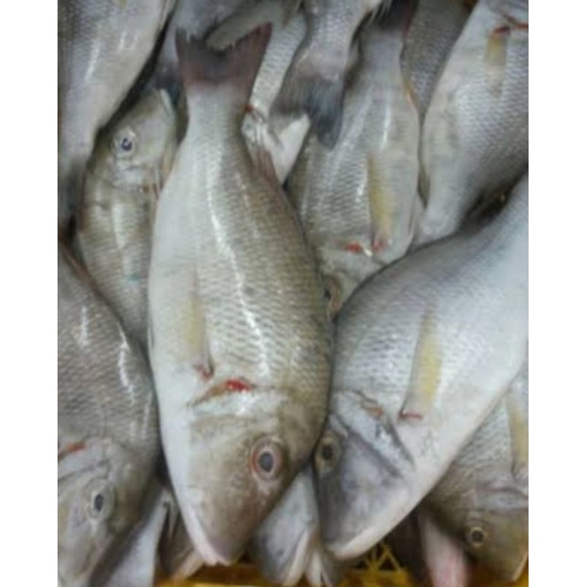 Jual ikan Kakap ikan Katamba Kecil isi 2 ekor atau lebih tergantung ...