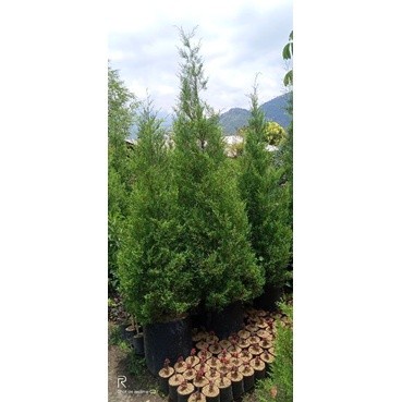 Jual Tanaman Cemara rentes besar tinggi 120cm up cemara wangi rentes ...
