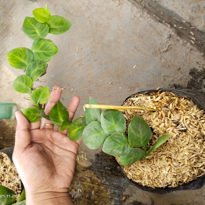 Jual Tanaman rambat Dolar besar, pohon dolar daun besar,tanaman ...