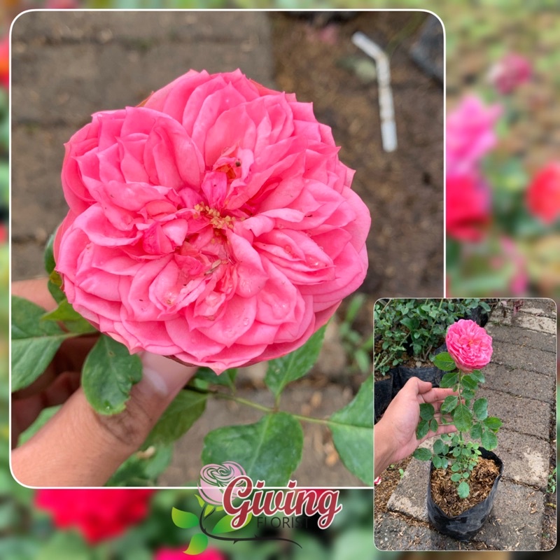 Jual Tanaman Hias Bunga Mawar Import Kate Rose (Sudah berbunga) | Shopee Indonesia