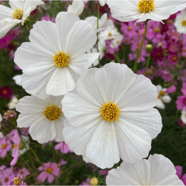 Jual Bibit / Benih Biji White Cosmos Purity Flower - Bunga Kenikir ...