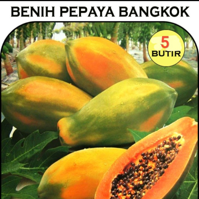 Jual 5 BENIH PEPAYA BANGKOK SUPER MANIS BUAH TANAMAN | Shopee Indonesia