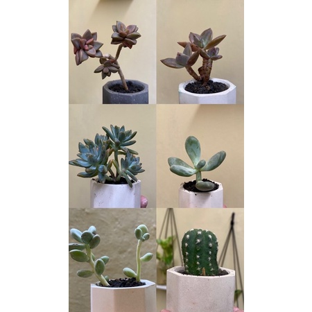 Jual Tanaman Sukulen mini include pot dan media tanam | Shopee Indonesia