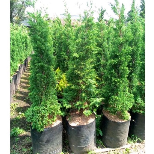 Jual Pohon Cemara Pua Pua(Cupressus papuanus) T_100cm ,. | Shopee Indonesia
