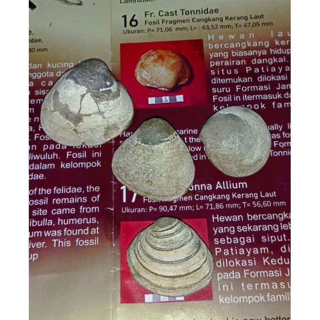 Jual fosil kerang | Shopee Indonesia