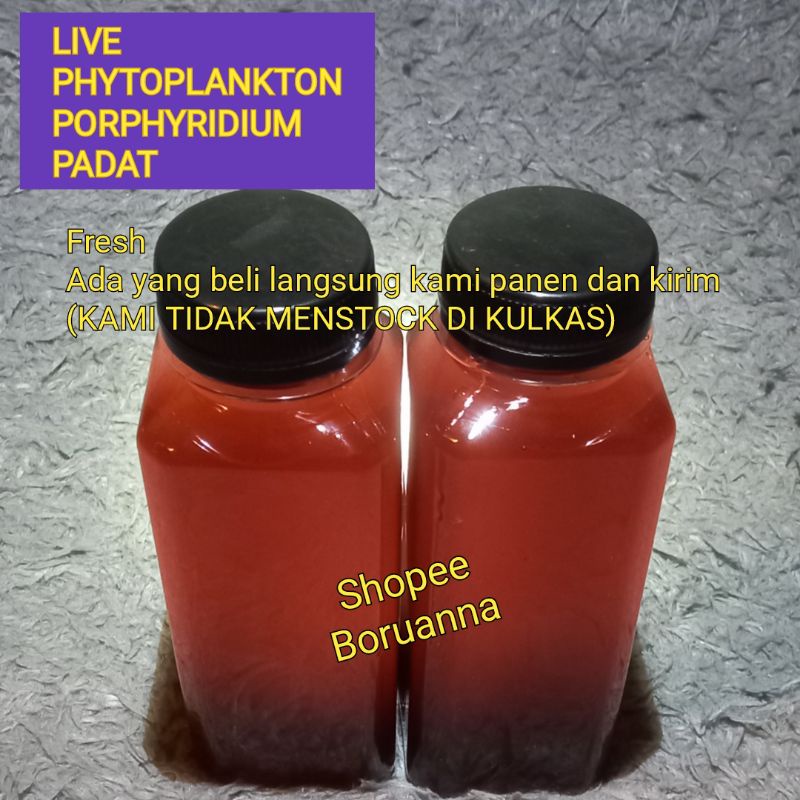 Jual Phytoplankton Porphyridium (Mikroalga Merah) | Shopee Indonesia