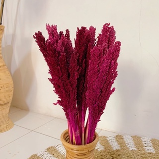 Jual Rayung Stick Pampas Panjang 1,5 Meter (1 ikat isi 3 batang ...