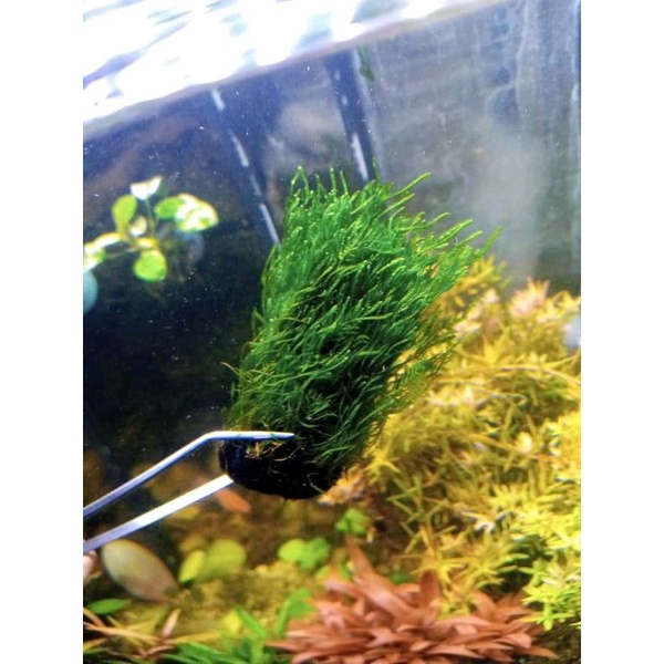 Jual Moss flame media pakis tanaman aquascape aquarium | Shopee Indonesia