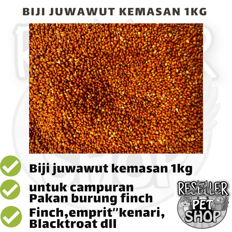 Jual BIJI JUWAWUT KEMASAN 1 KG PAKAN BURUNG JUWAWUT SATUKILO | Shopee ...