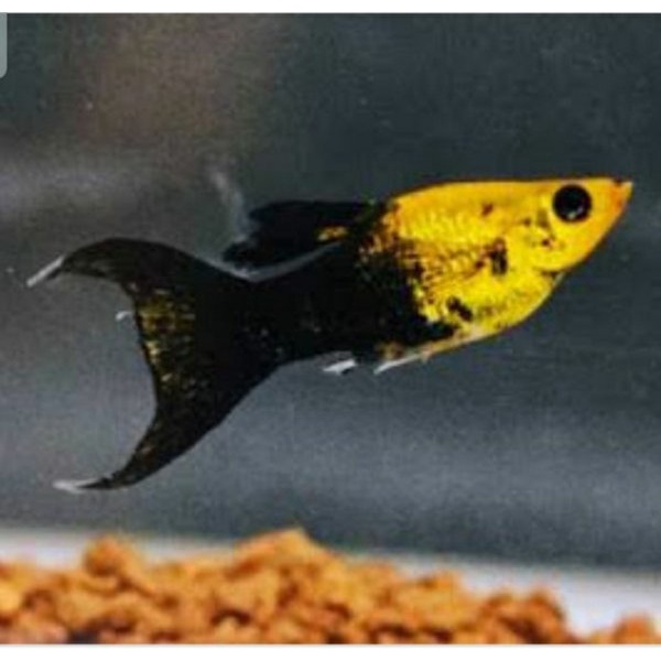Jual Ikan hias platy - ikan golden black molly - molly ikan hias ...
