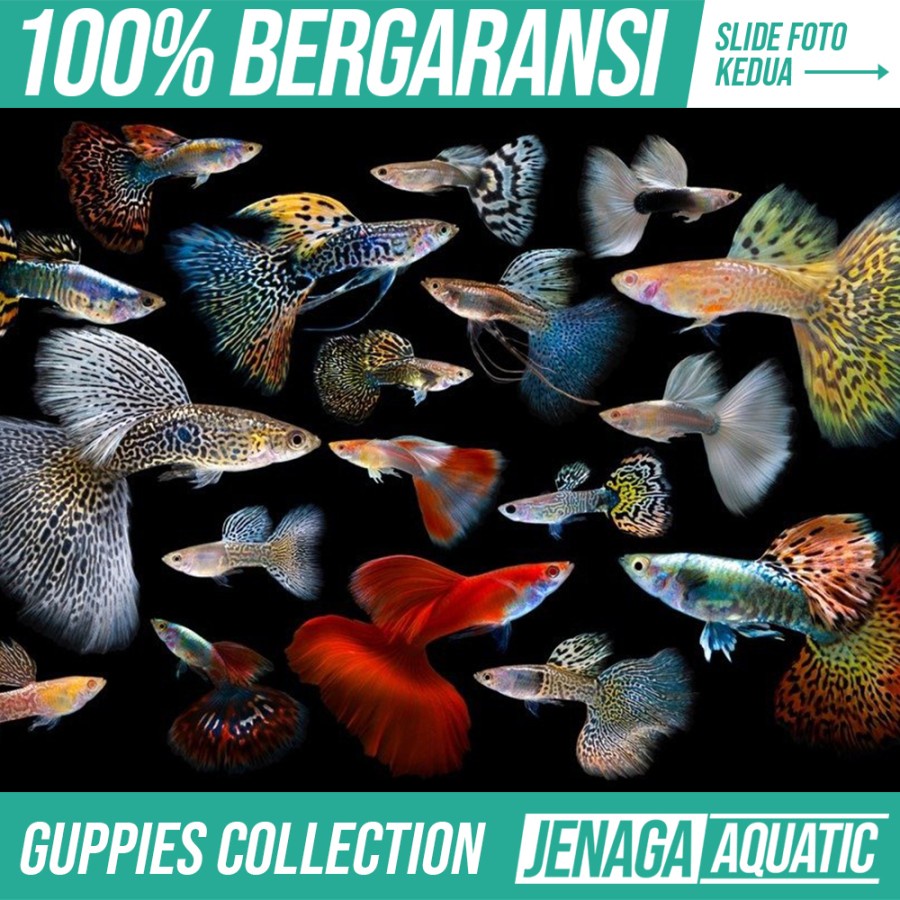 Jual Koleksi Ikan Guppy Hias Aquascape Air Tawar Aquarium | Shopee Indonesia