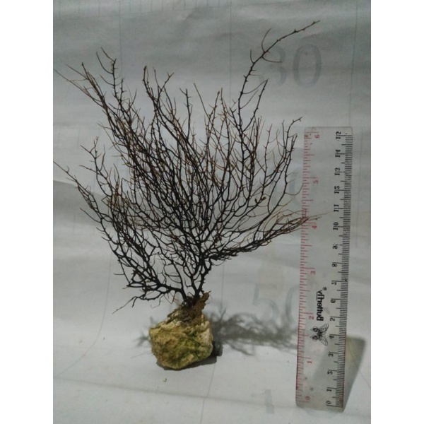 Jual akar bahar asli dari alam | Shopee Indonesia