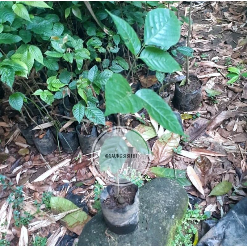 Jual Bibit Pohon Kecapi - Tanaman Bibit kecapi - Pohon Buah Kecapi ...