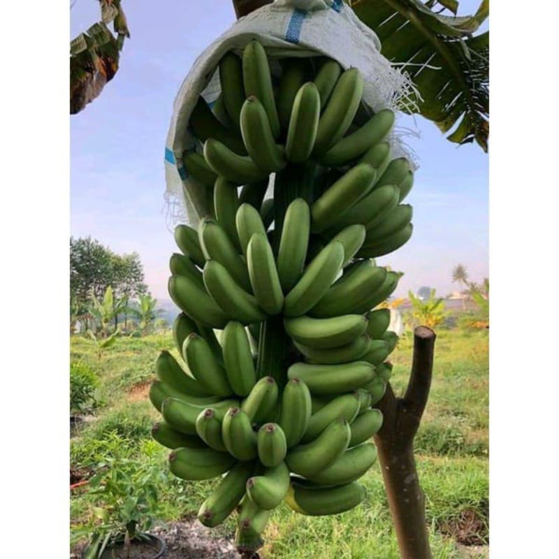 Jual BIBIT PISANG BARANGAN MEDAN PISANG BARANGAN CANTIK HIJAUSURYA ...