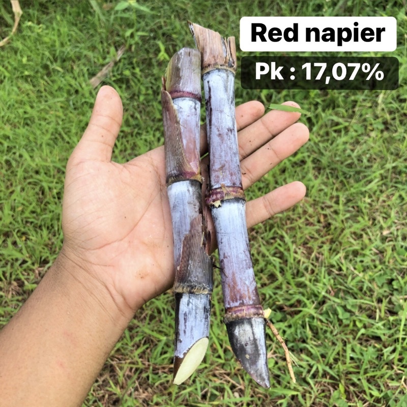 Jual 1 stek bibit rumput Red napier untuk pakan ternak | Shopee Indonesia