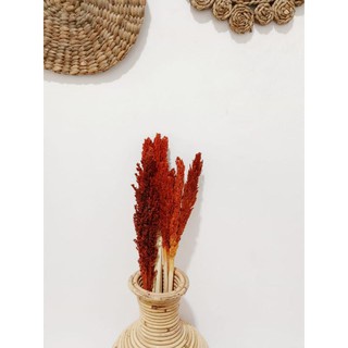 Jual Rayung Stick Pampas Panjang 1,5 Meter (1 ikat isi 3 batang ...