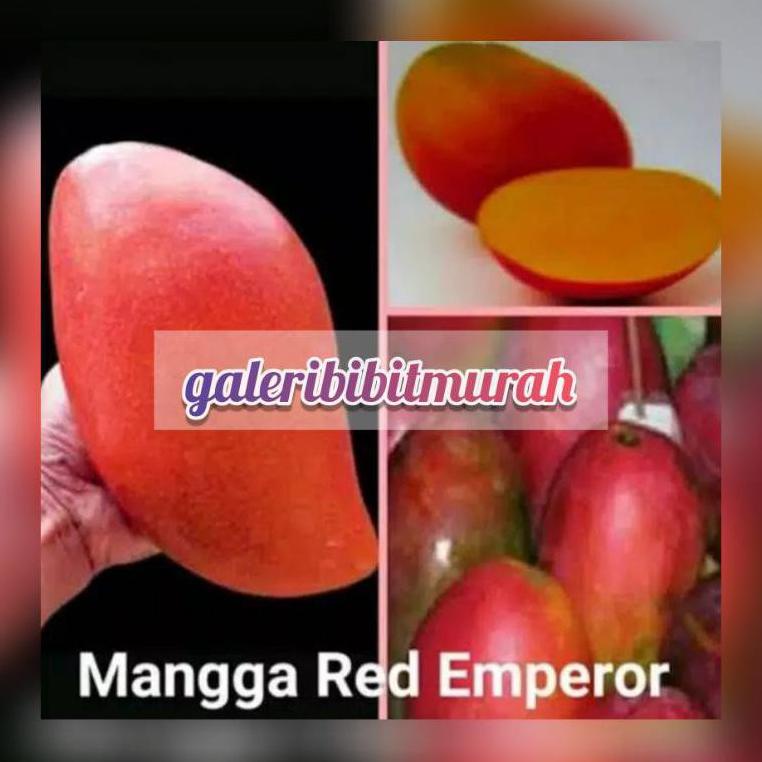 Jual BIBIT MANGGA RED EMPEROR JUMBO (OKULASI) | Shopee Indonesia